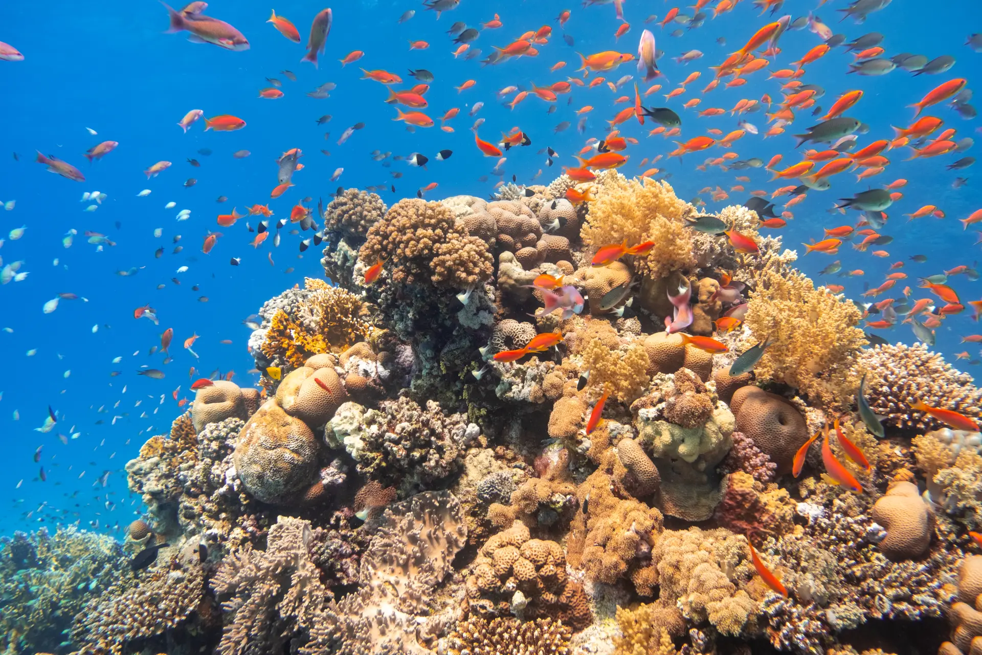 A Beginner's Guide to Scuba Diving in Hurghada
