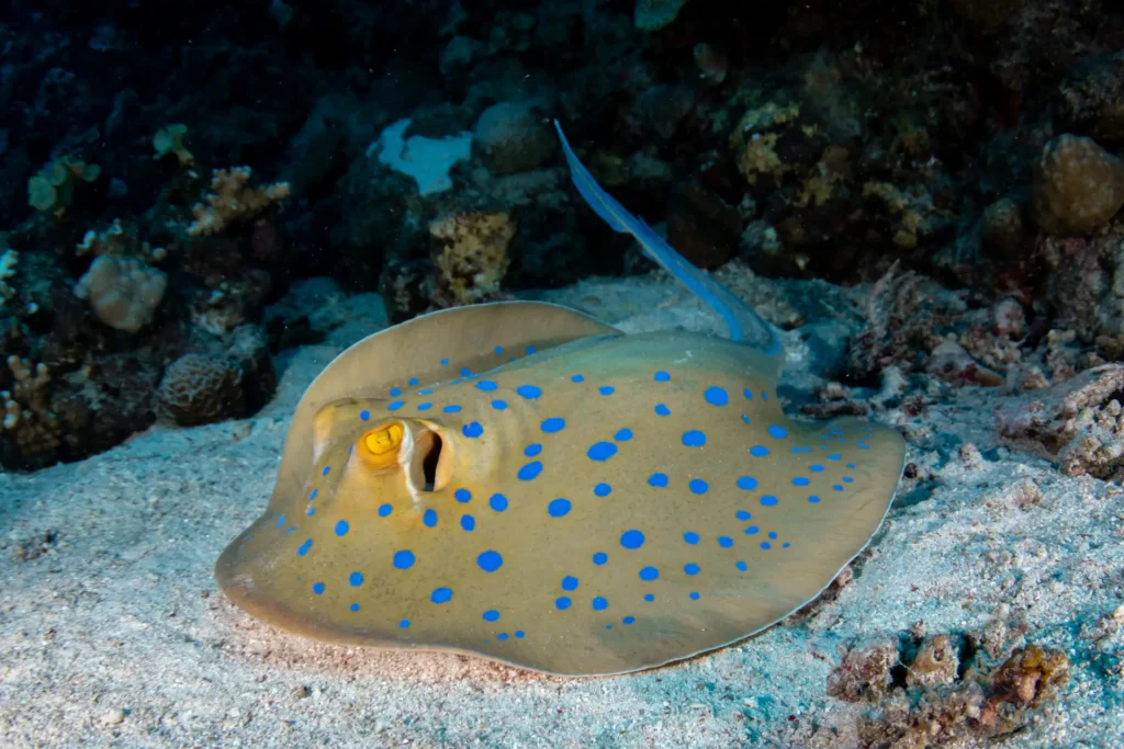 Bluespotted Ribbontail Rays: The Red Sea's Shy & Photogenic Icon ...
