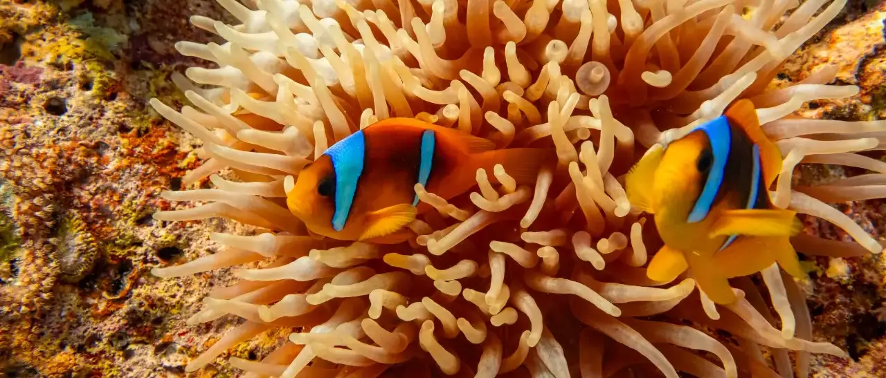 The Red Sea Clownfish: Finding Nemo in Hurghada | Scubadore