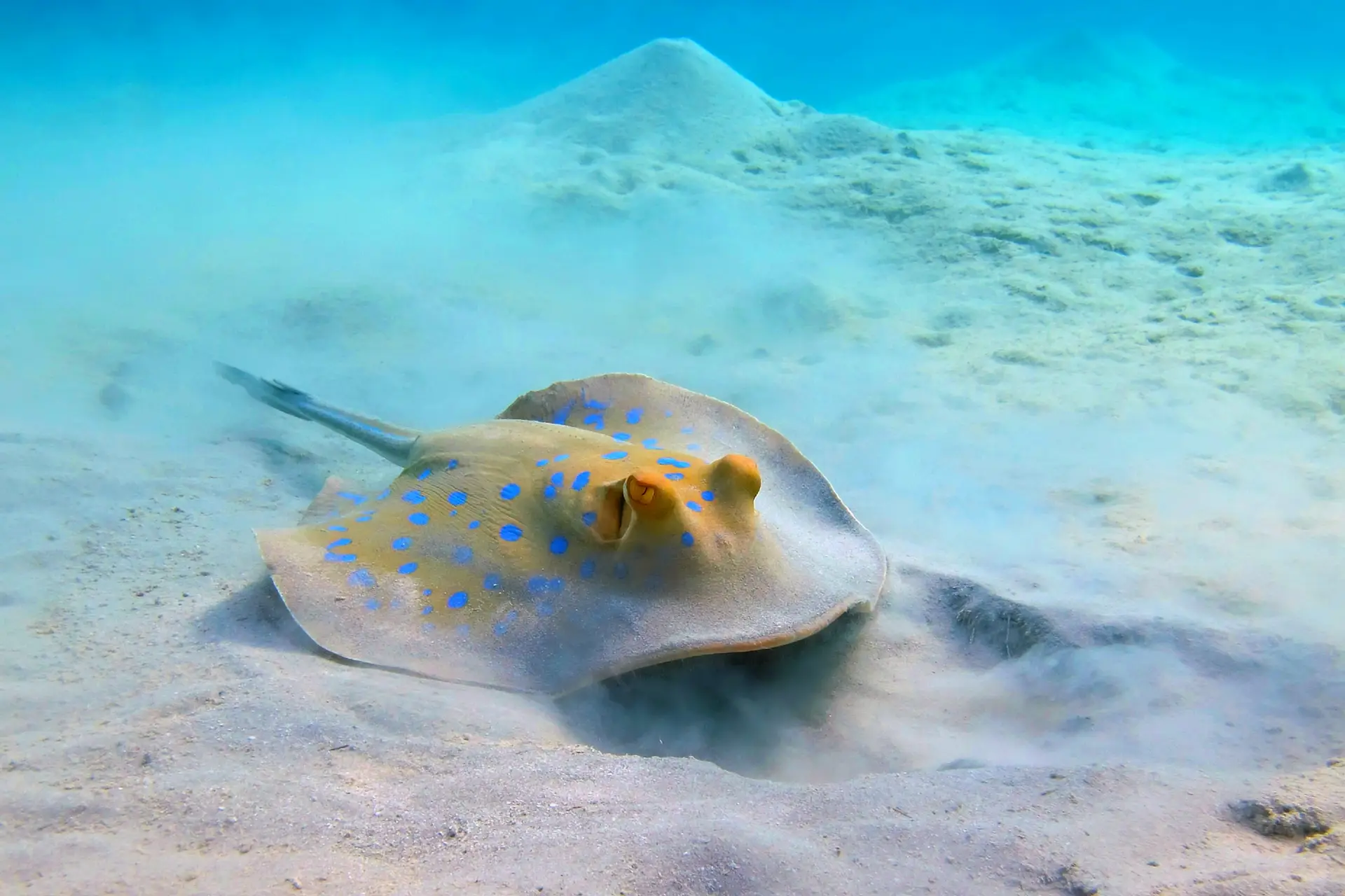 Bluespotted Ribbontail Rays: The Red Sea's Shy & Photogenic Icon ...
